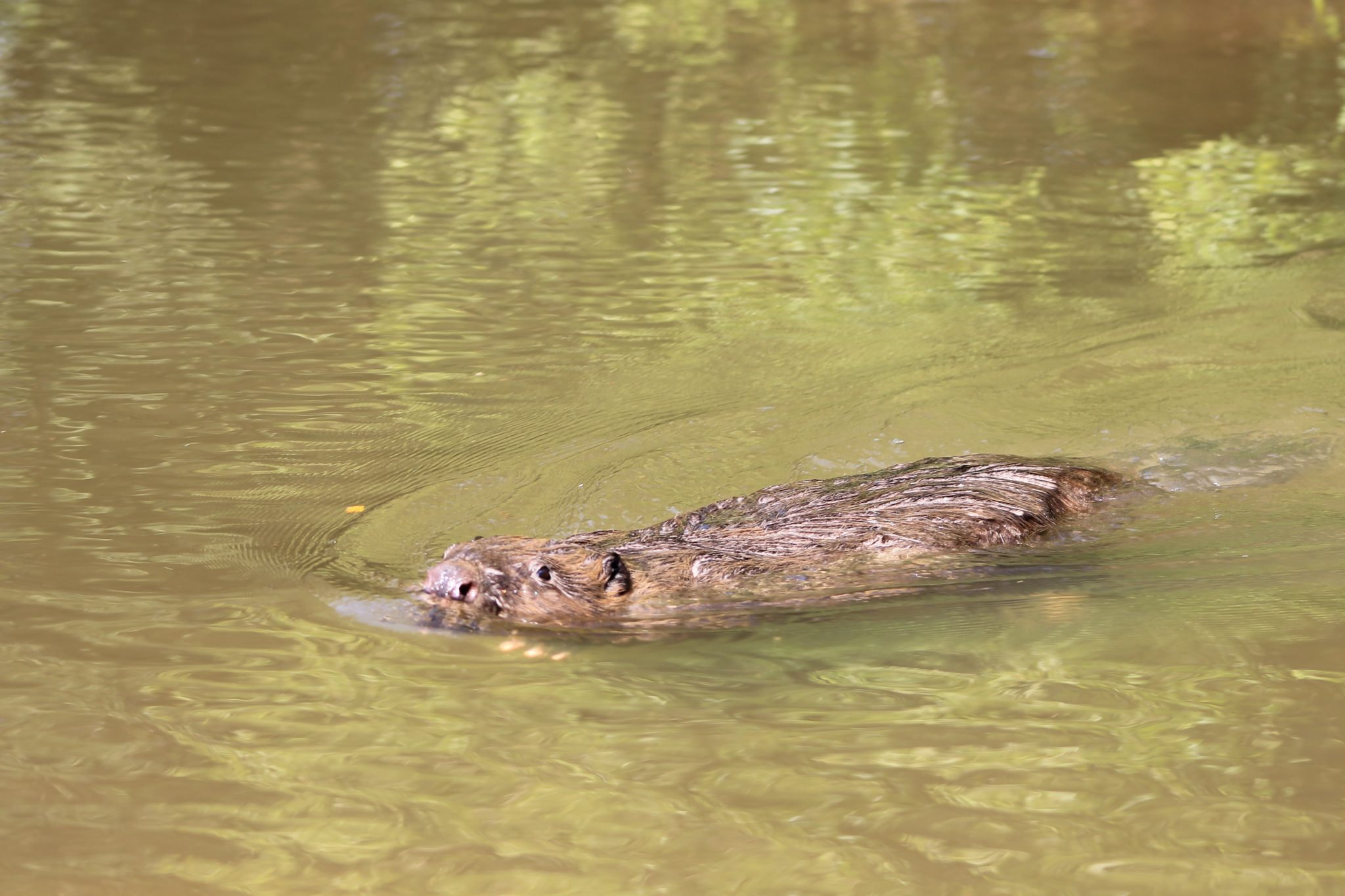 Beaver Tours | WOODLAND VALLEY FARM - CORNWALL
